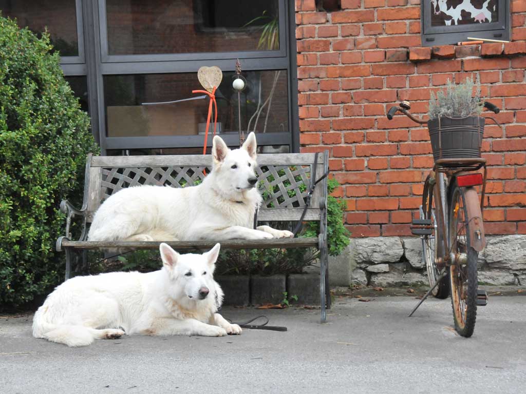Tierarzt Dr. Heer | Kleintierpraxis in Belle Horn-Bad Meinberg